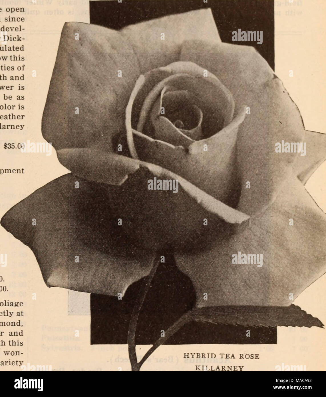 . Dreer's wholesale price list / Henry A. Dreer. . HYBRID TEA ROSE ...