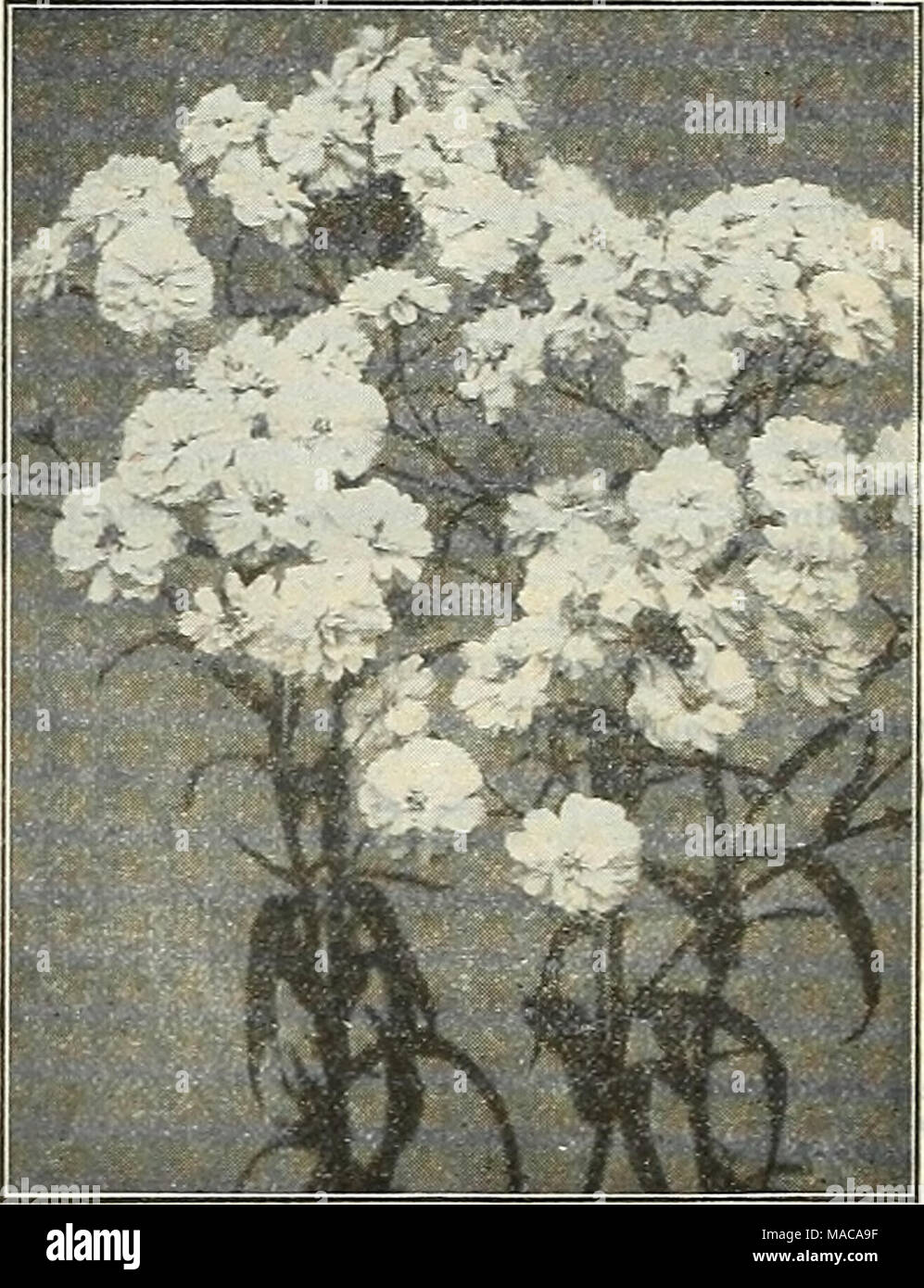 Sultan lily hi-res stock photography and images - Alamy