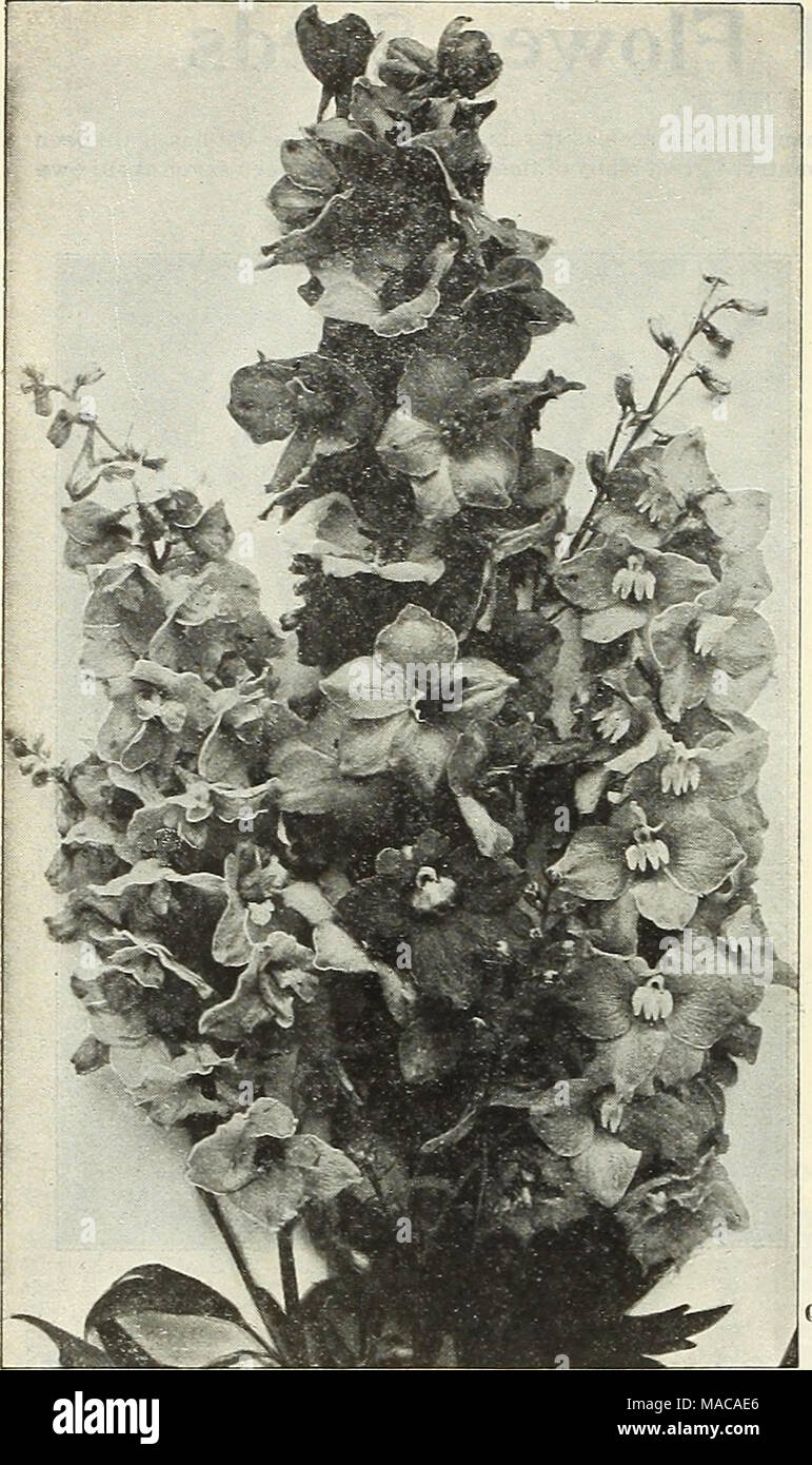 Foxglove monstrosa hi-res stock photography and images - Alamy