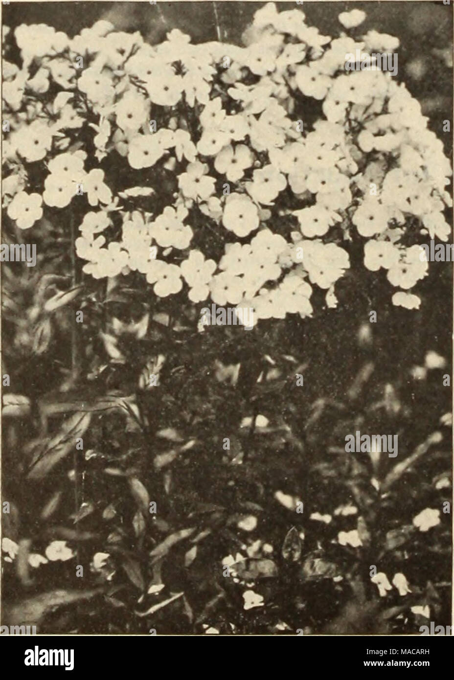 Aniline red hi-res stock photography and images - Alamy