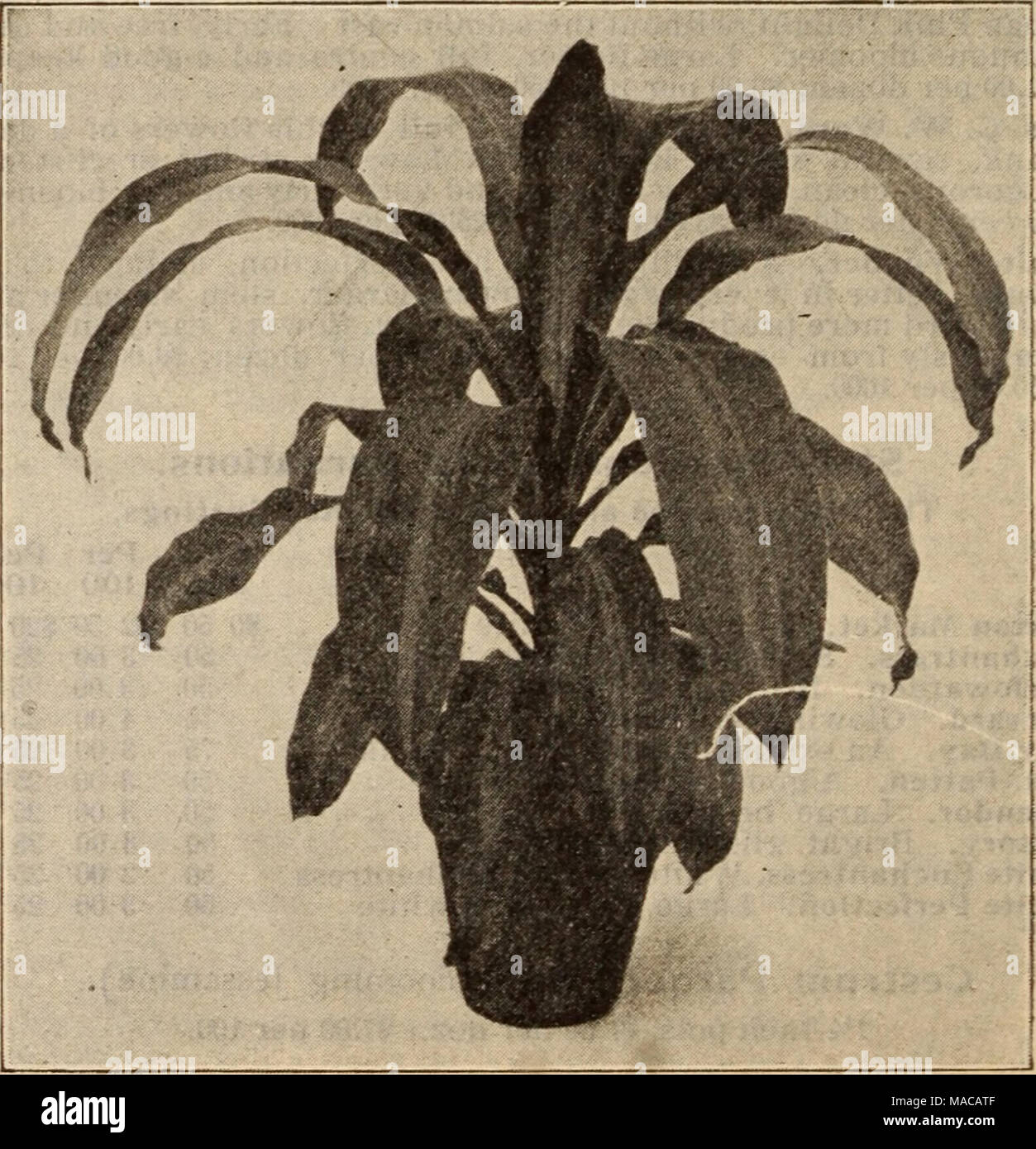 Massangeana hi-res stock photography and images - Alamy