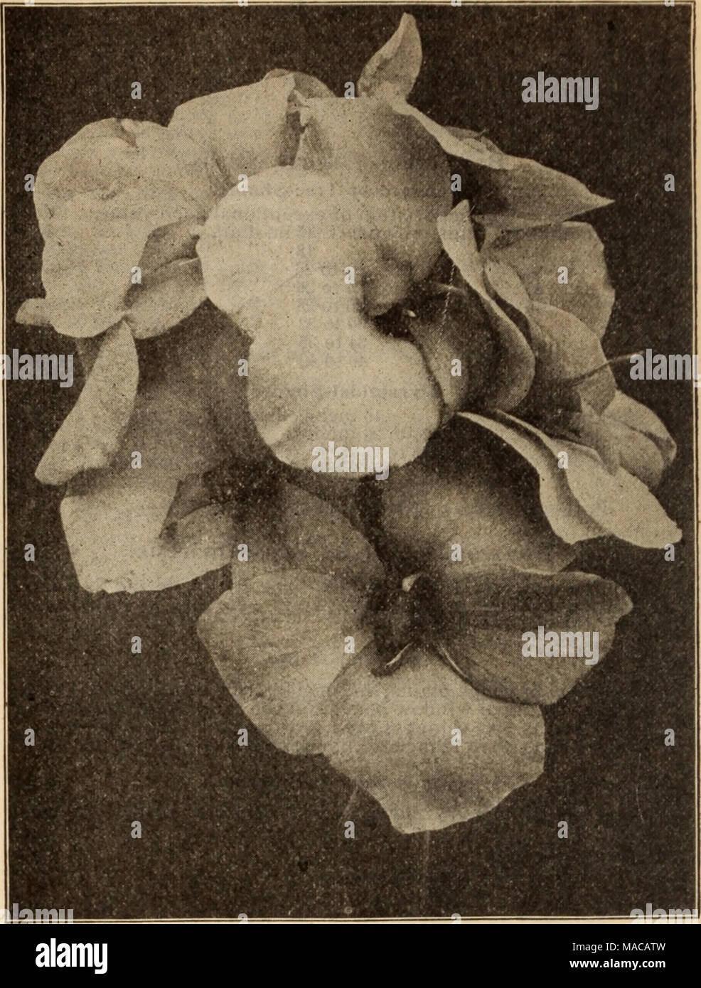 Henry hoppe hi-res stock photography and images - Alamy