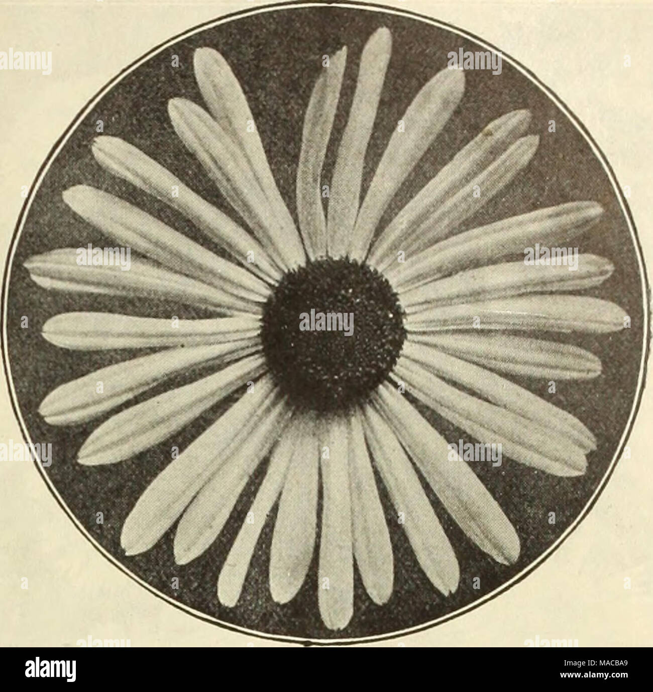 1 pulmonaria officinalis hi-res stock photography and images - Alamy