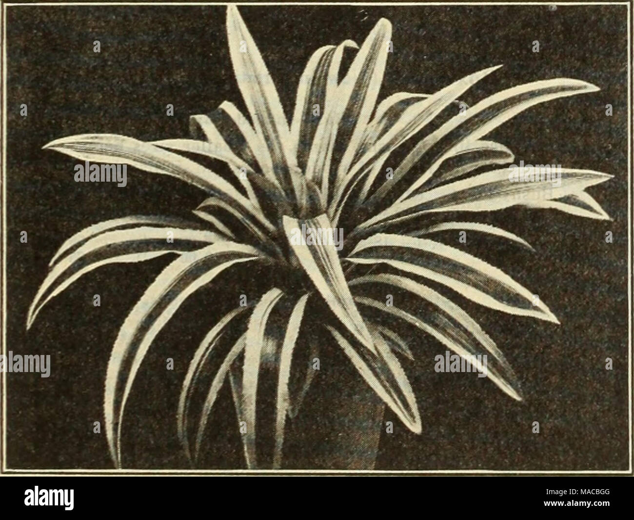 Posi pots hi-res stock photography and images - Alamy