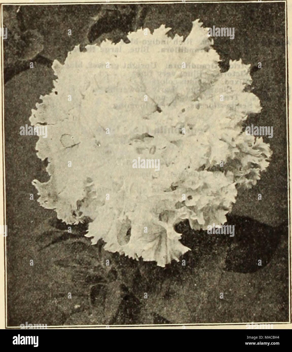 . Dreer's wholesale price list : seeds, plants, bulbs, etc . dreer's ...