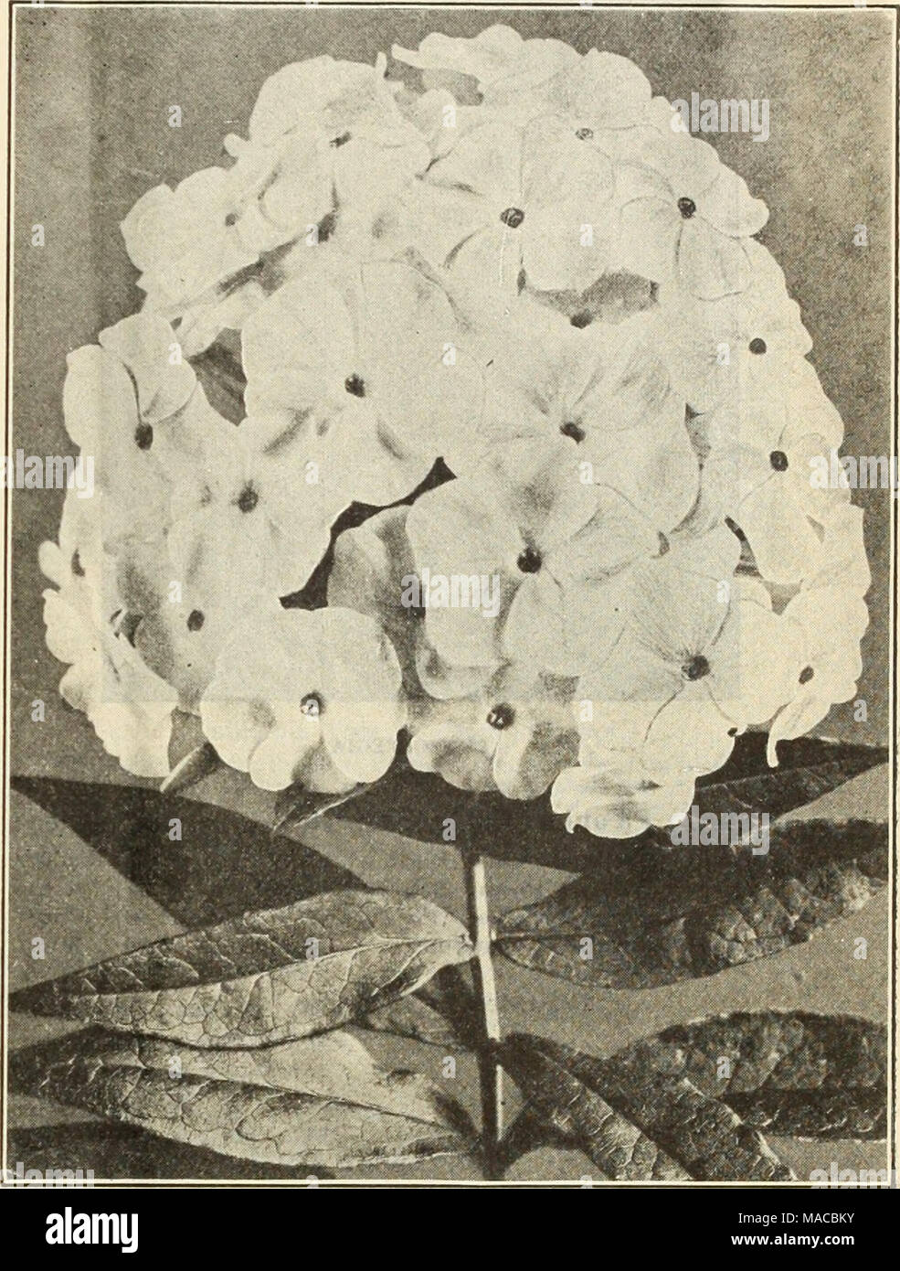 Aniline red hi-res stock photography and images - Alamy