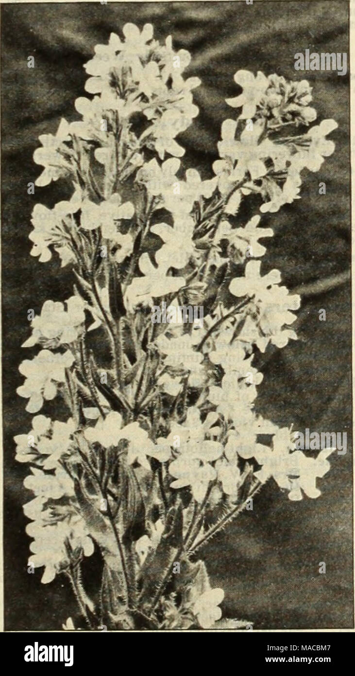 Sultan lily hi-res stock photography and images - Alamy