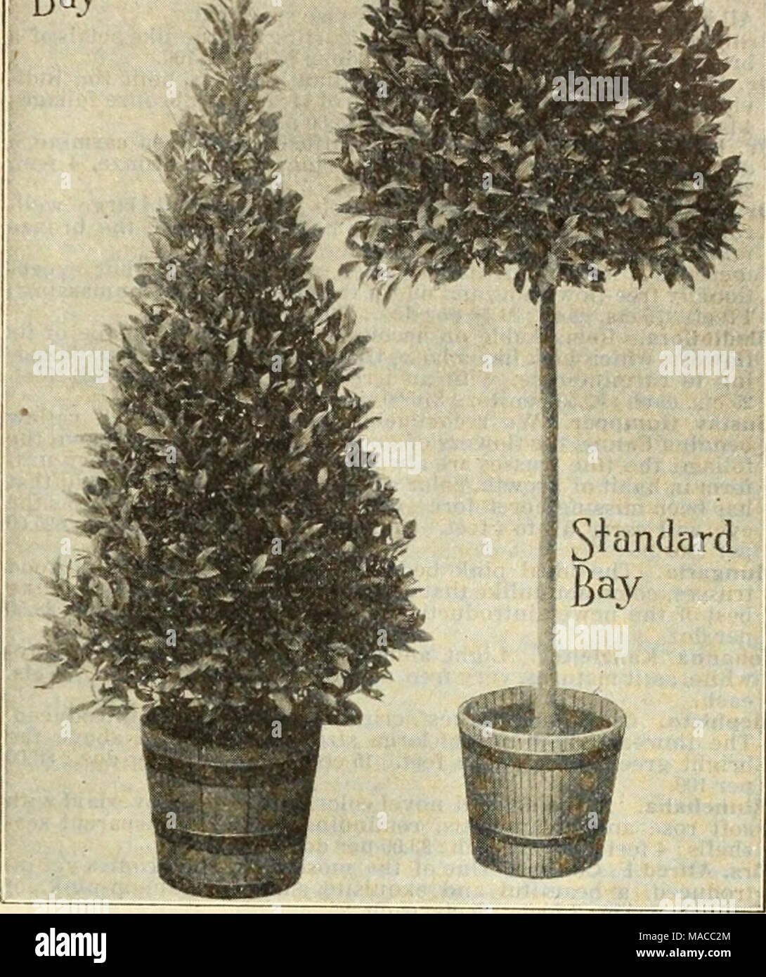 Pyramid bay tree hi-res stock photography and images - Alamy