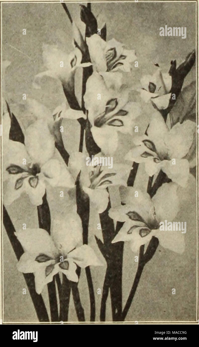 . Dreer's wholesale price list : bulbs for florists plants for florists ...