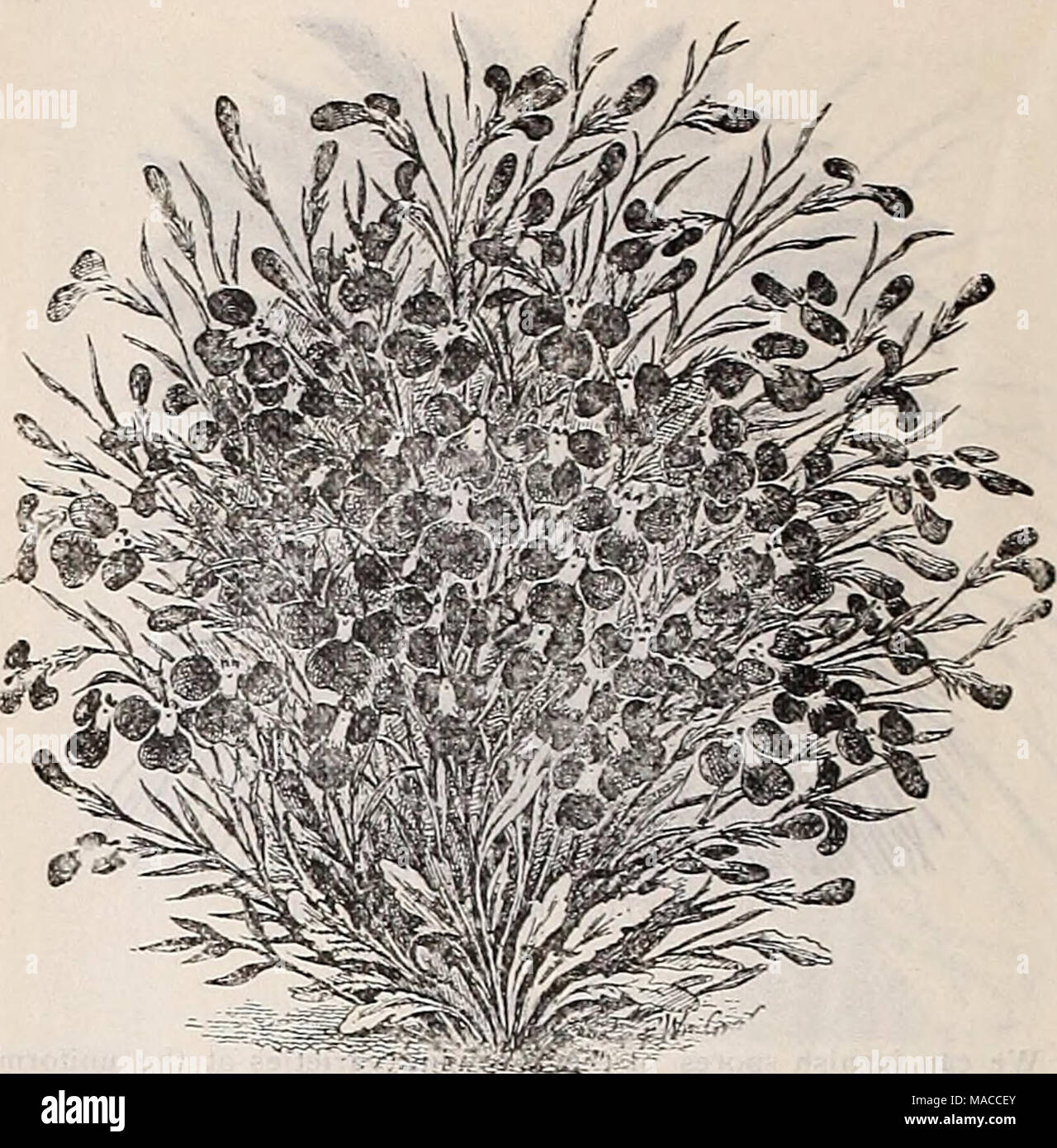 William prima hi-res stock photography and images - Alamy