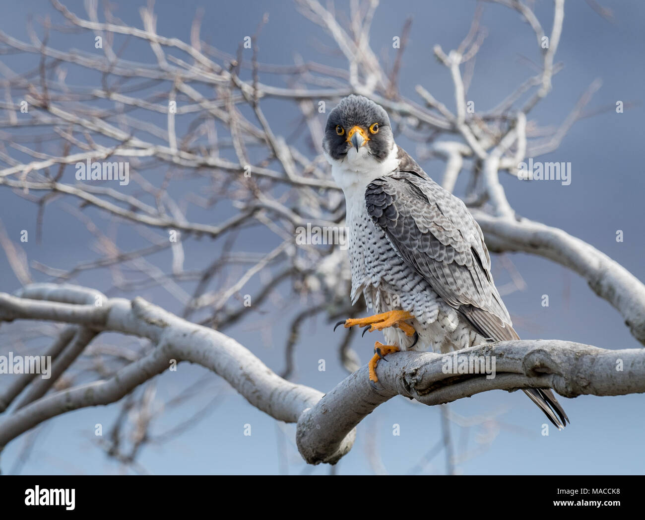 Hawk Bird Animal Wildlife High Resolution Stock Photography and Images ...