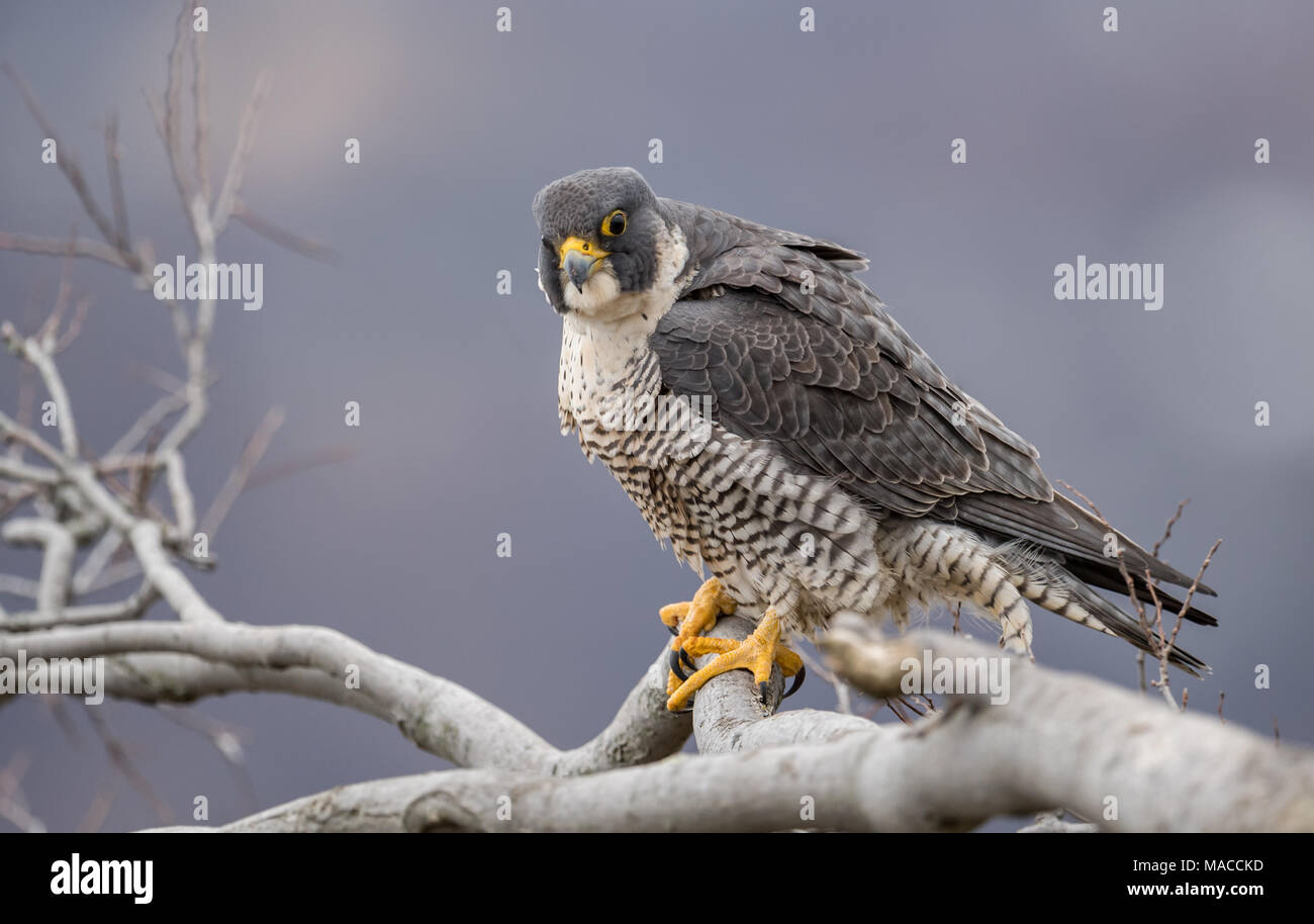 Fish hawk nature wildlife new jersey hi-res stock photography and ...