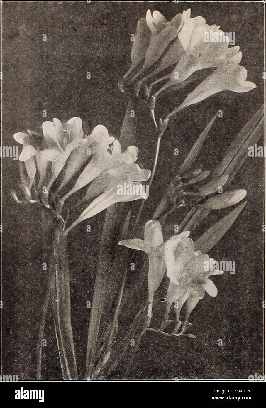 Freesia varieties hi-res stock photography and images - Alamy