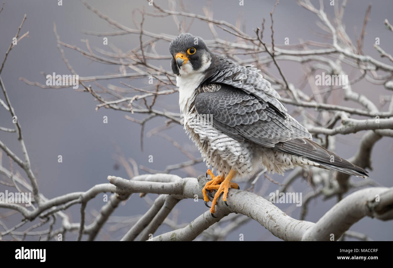 Fish hawk nature wildlife new jersey hi-res stock photography and ...