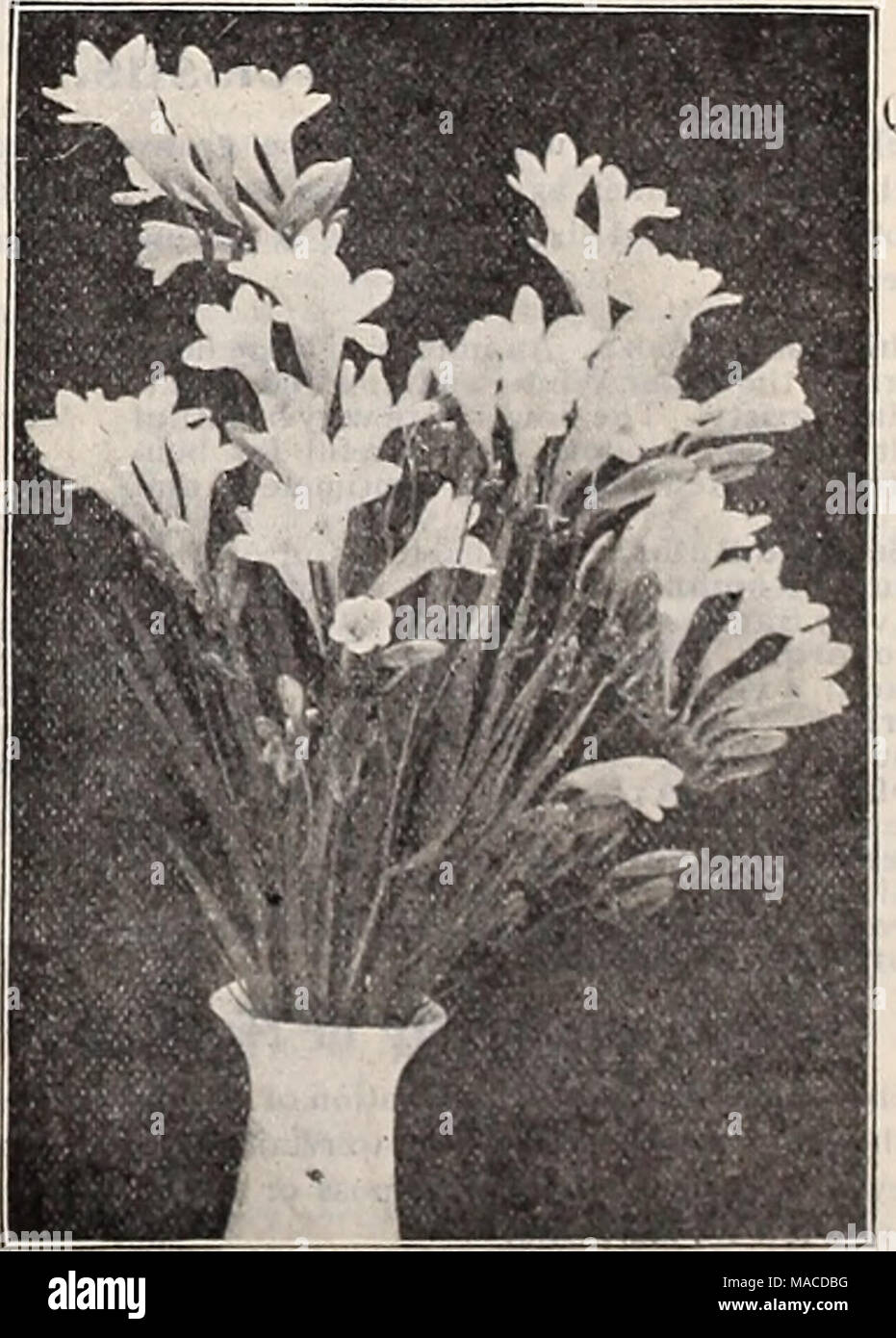 Freesia refracta ‘alba hi-res stock photography and images - Alamy