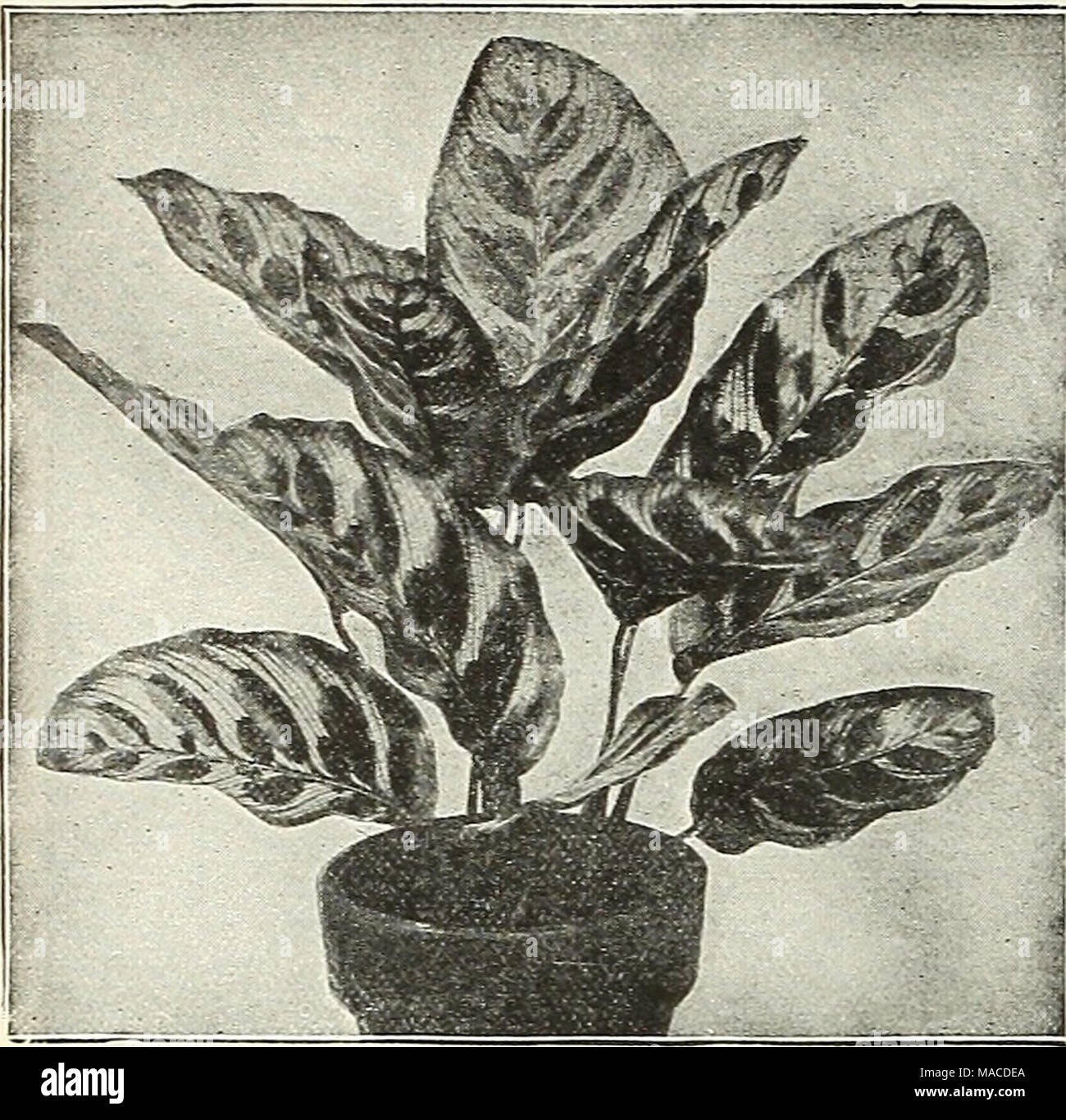 Maranta amabilis hi-res stock photography and images - Alamy