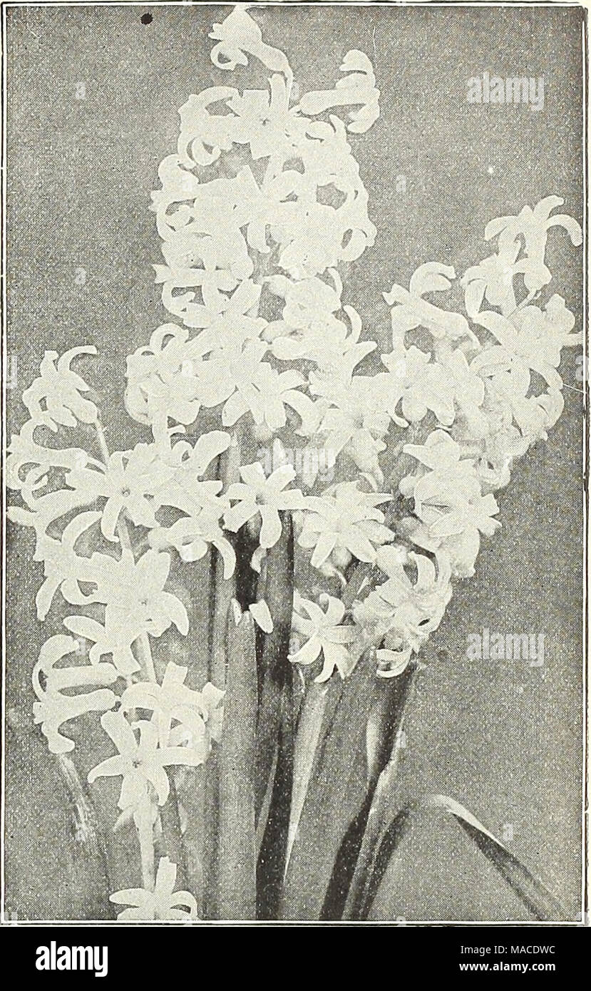 French roman hyacinths hi-res stock photography and images - Alamy