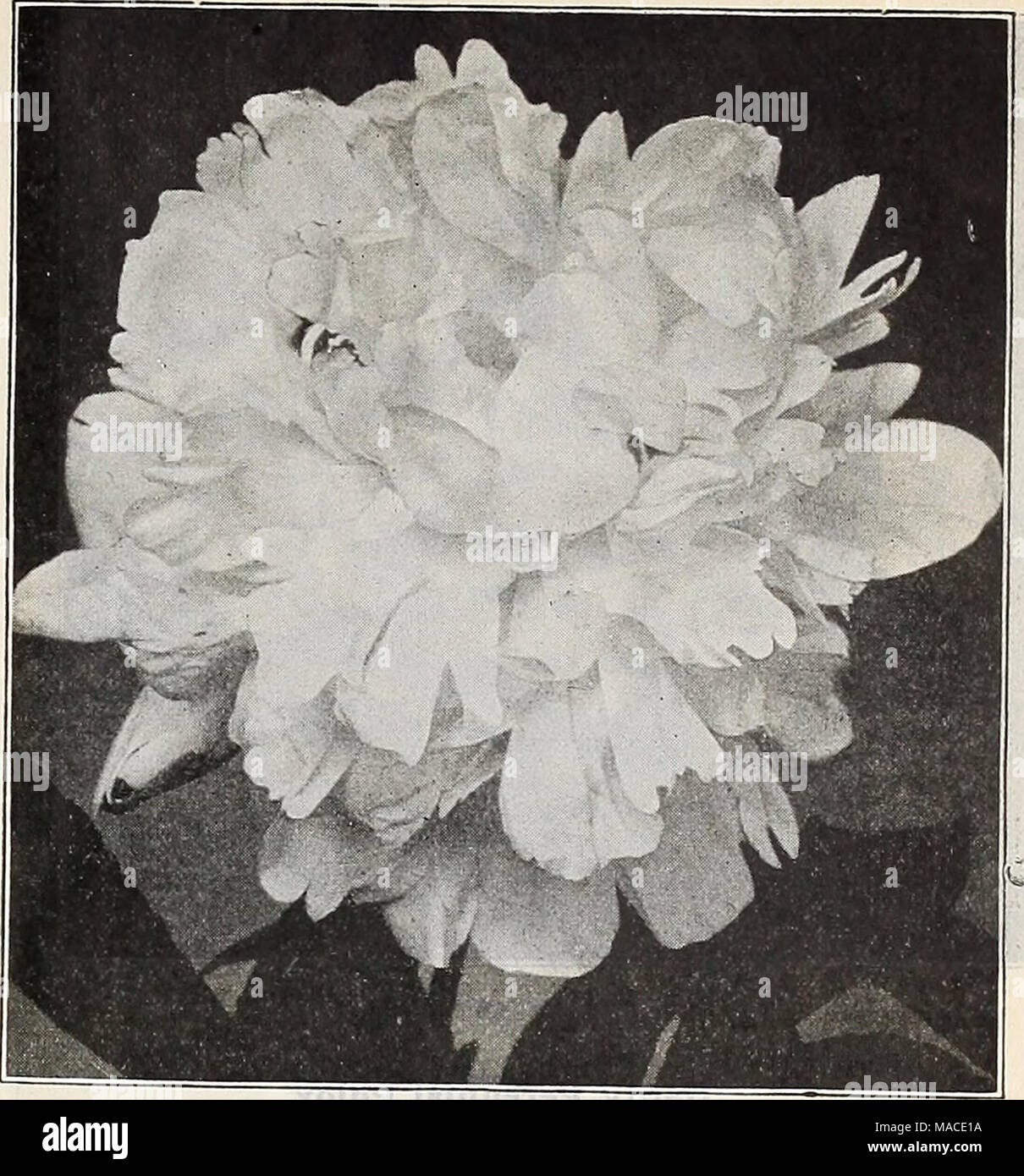 Chinese comet hi-res stock photography and images - Alamy