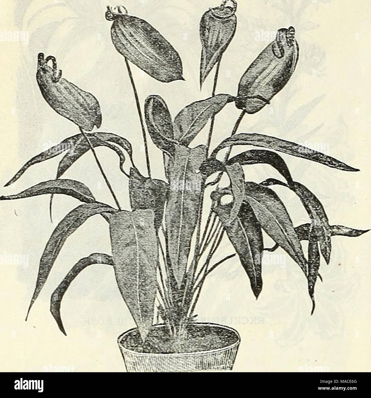 Attractive Waxy Foliage High Resolution Stock Photography and Images ...