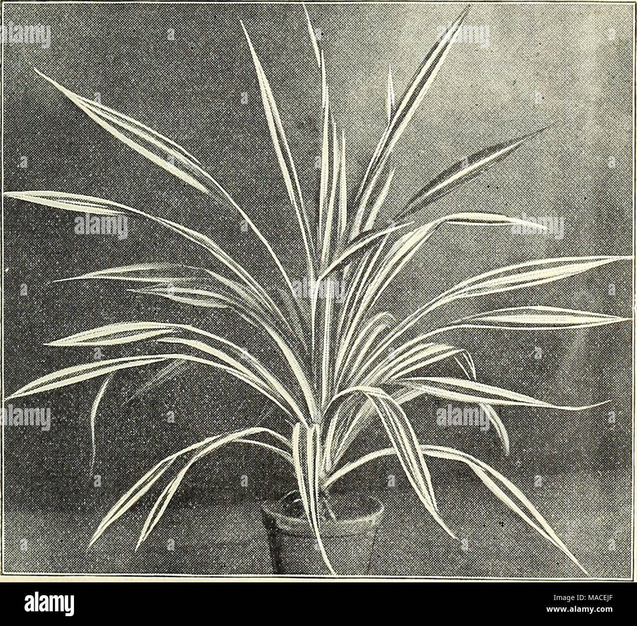 Pandanus sanderi hi-res stock photography and images - Alamy