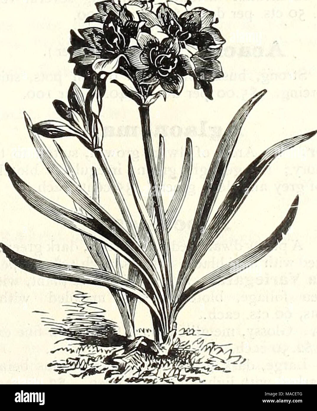 Vallota purpurea hi-res stock photography and images - Alamy