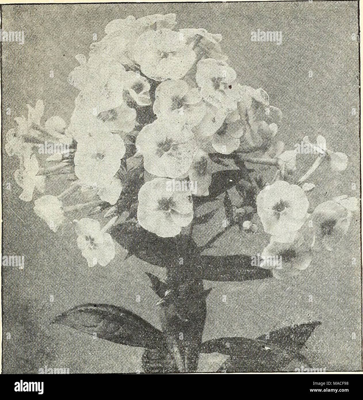 Deep pink shading to white hi-res stock photography and images - Alamy