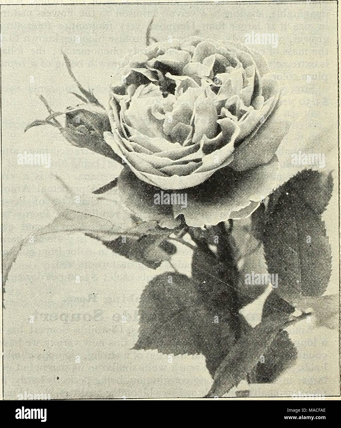 . Dreer's wholesale price list : seeds bulbs plants tools, fertilizers ...