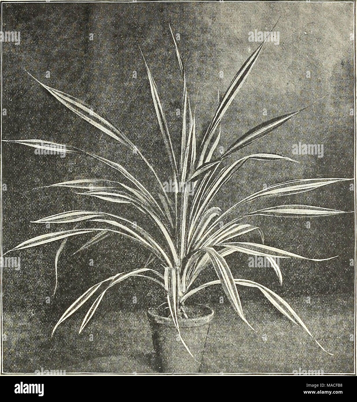 Pandanus sanderi hi-res stock photography and images - Alamy