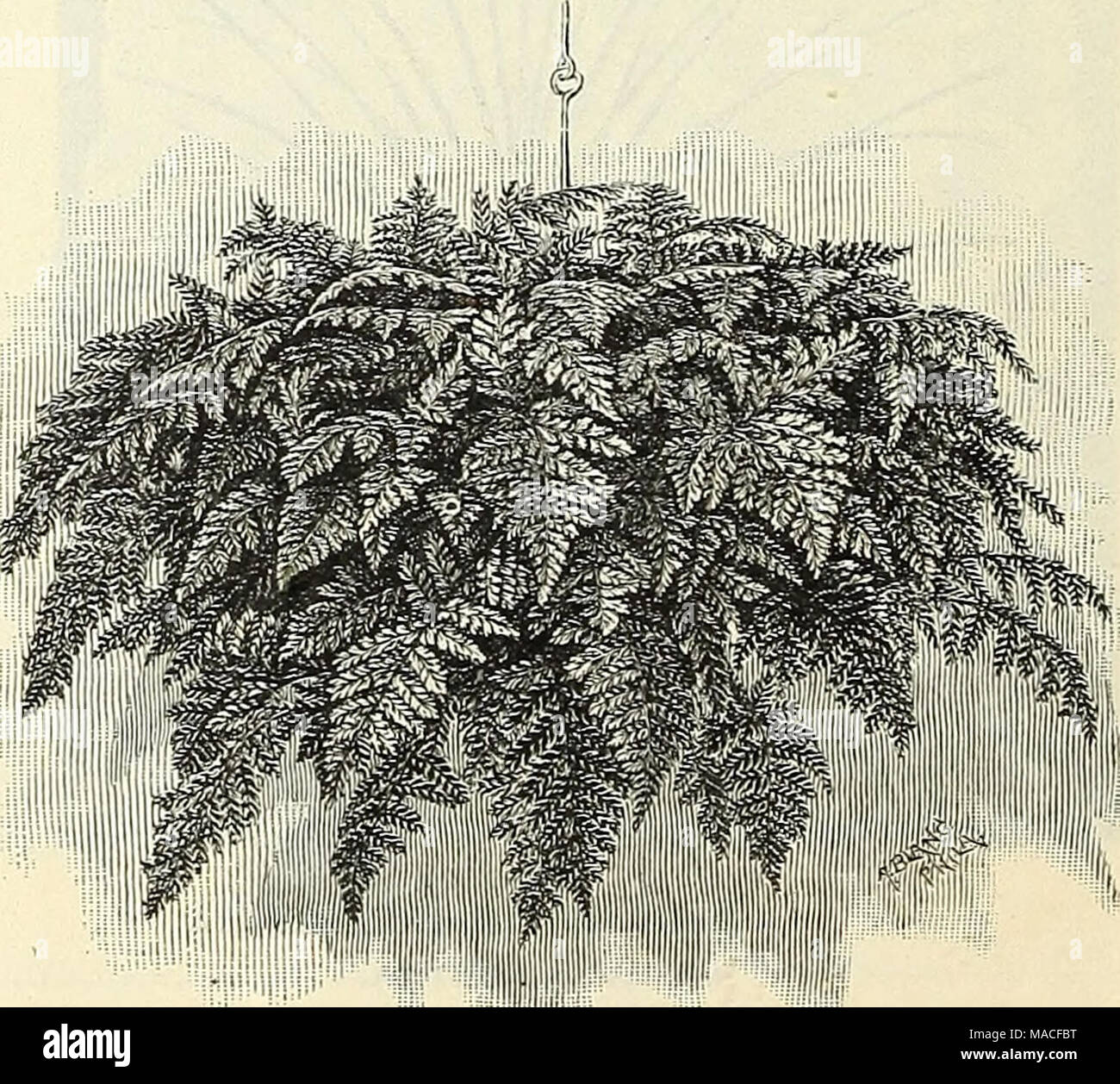 . Dreer's wholesale price list : seeds bulbs plants tools, fertilizers ...