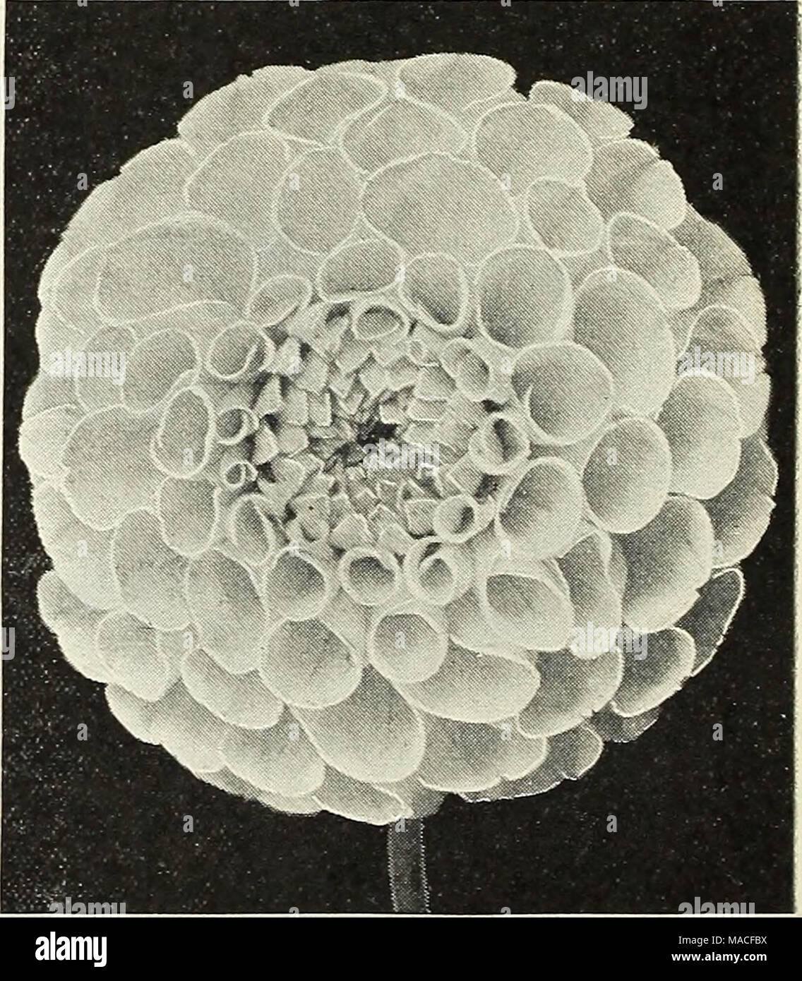 . Dreer's wholesale price list : seeds bulbs plants tools, fertilizers ...