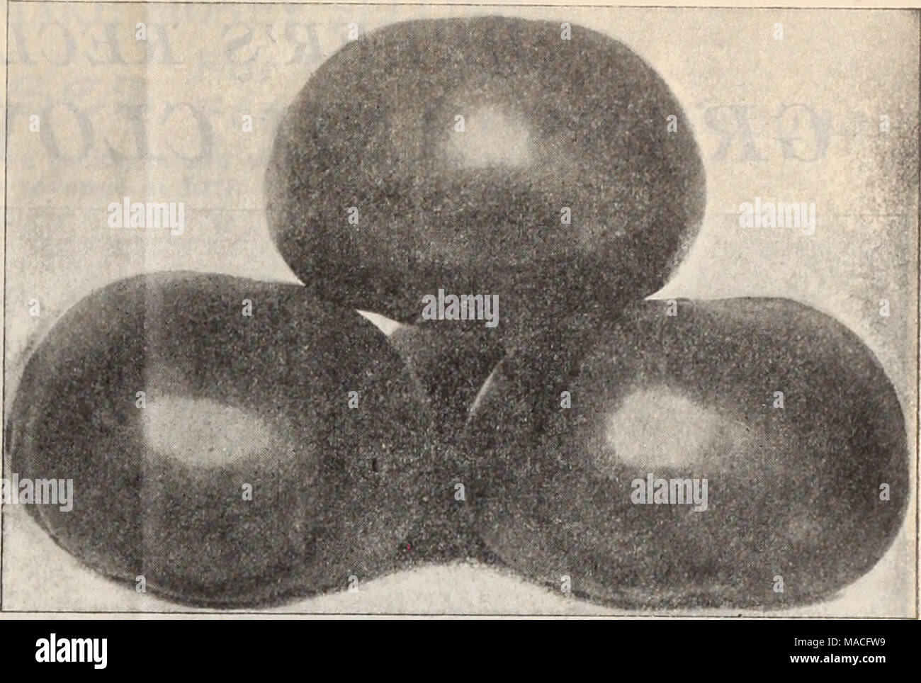 Sibley squash hi-res stock photography and images - Alamy