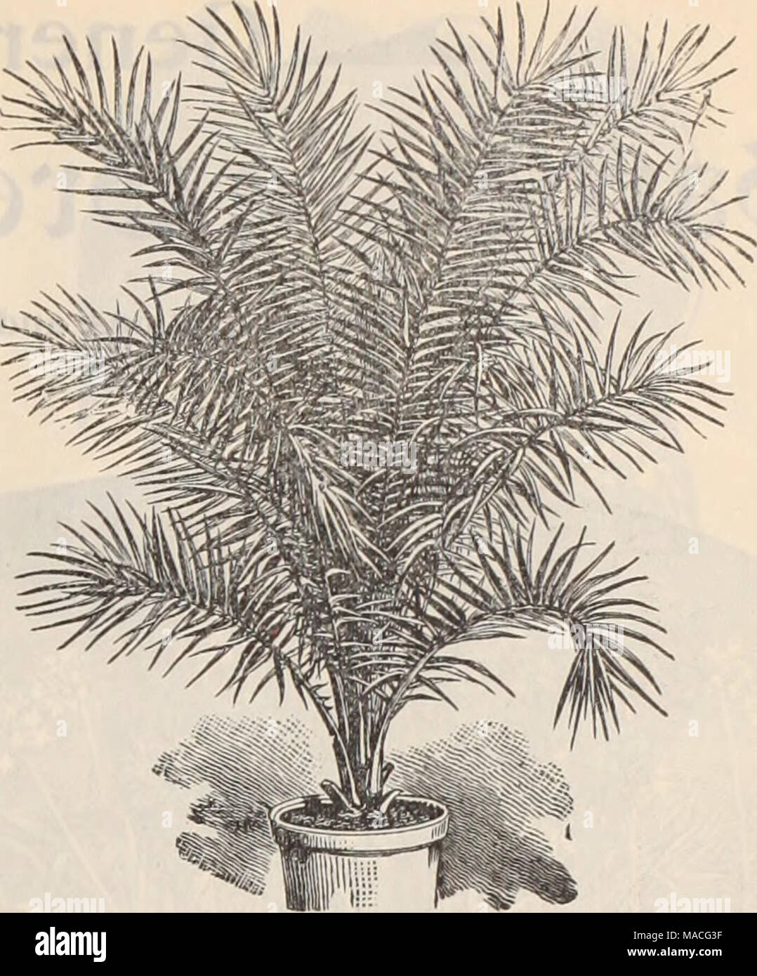 Phoenix reclinata hi-res stock photography and images - Alamy