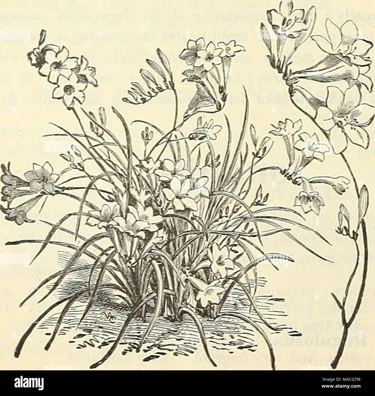 . Dreer's wholesale price list summer edition 1902 July to August ...