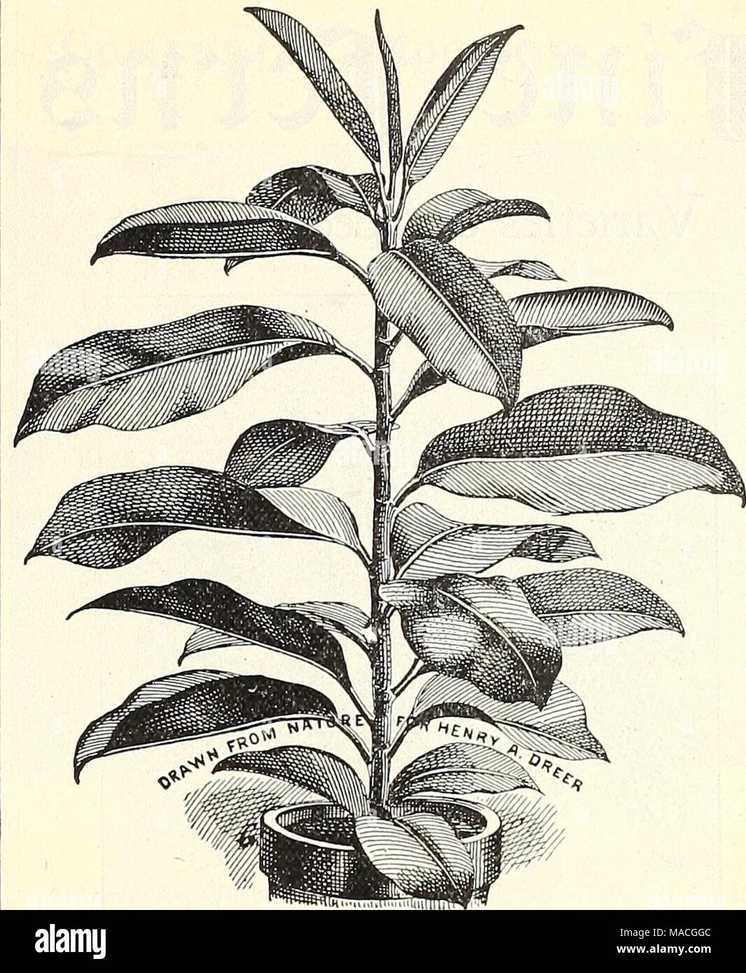 Ficus repens hi-res stock photography and images - Alamy