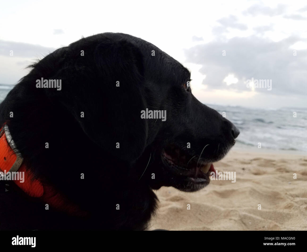 Black retriever Dog wearing a orange light on neck and tongue hanging ...