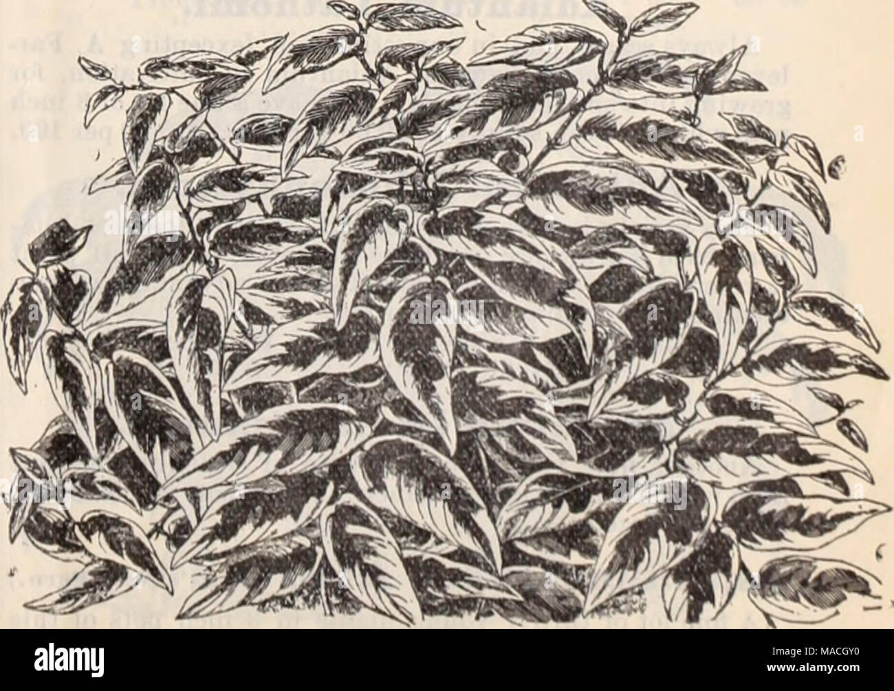 Ficus radicans hi-res stock photography and images - Alamy