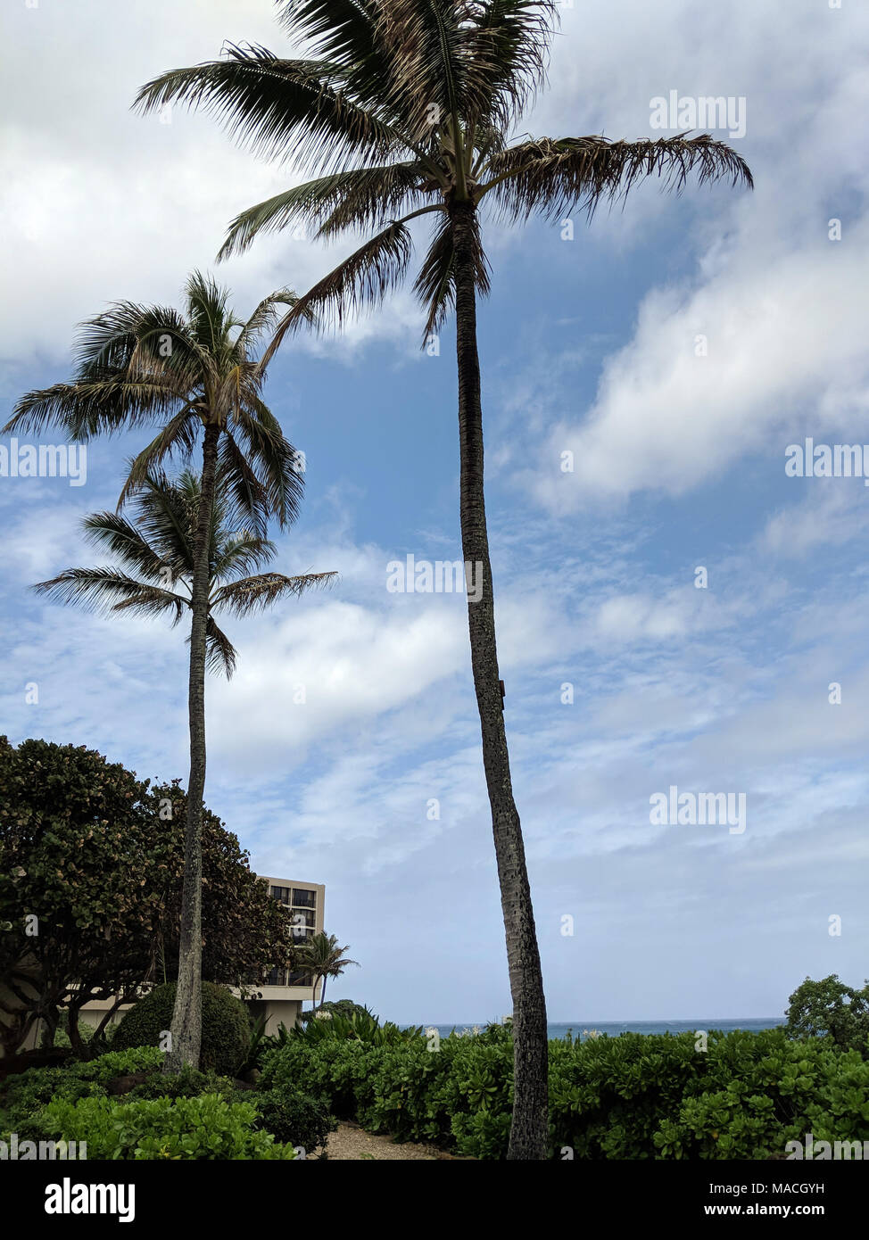 Tall Coconut trees along path on the North Shore of Oahu, Hawaii Stock ...