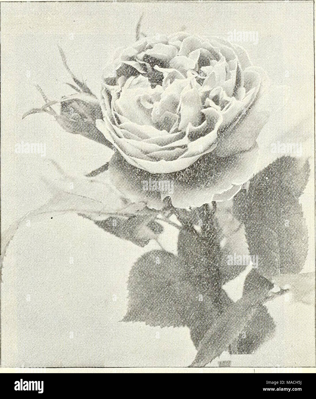 Anna rothschild hi-res stock photography and images - Alamy