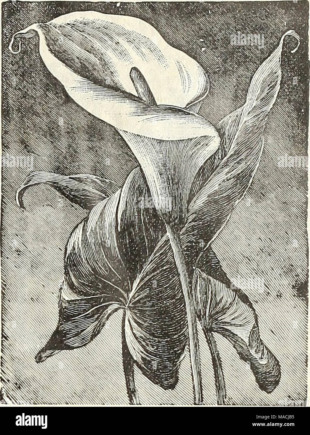 David rizzio hi-res stock photography and images - Alamy