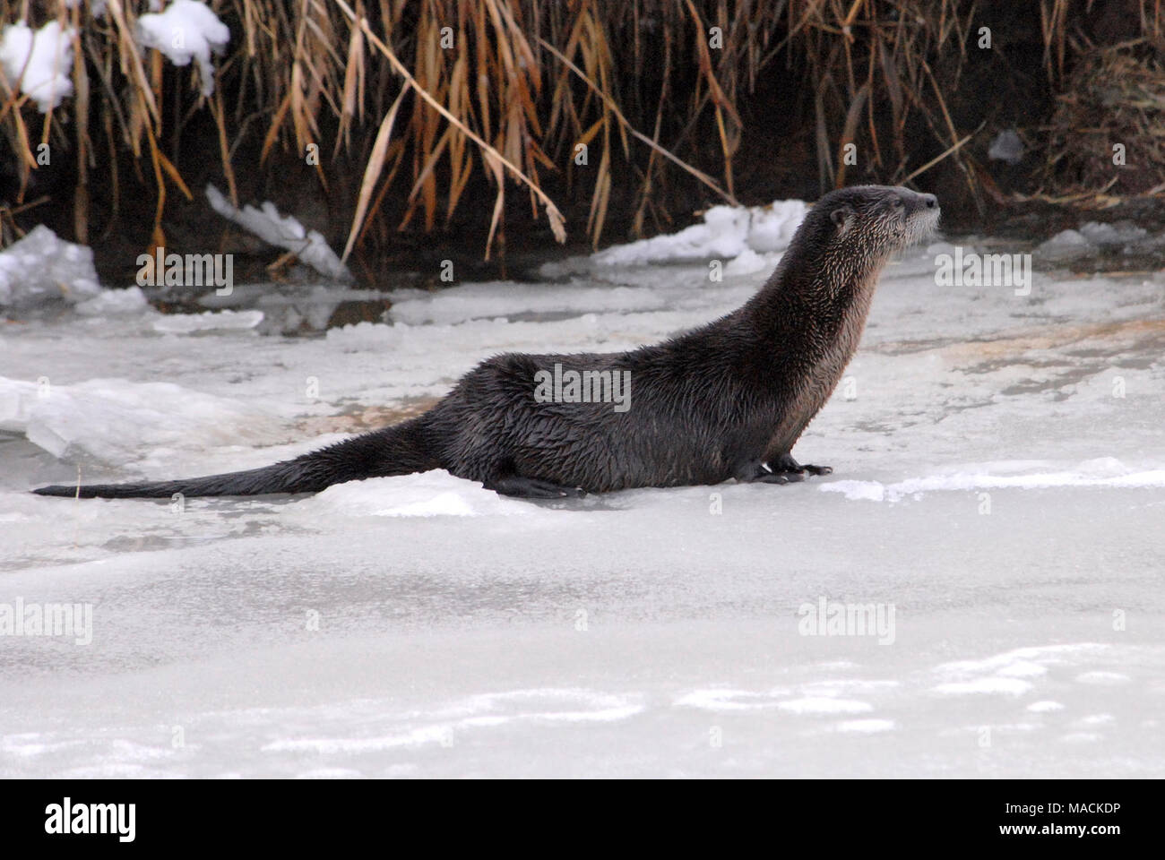 Otter habitat preservation hi-res stock photography and images - Alamy