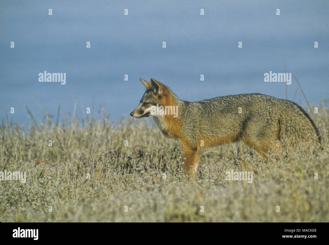 Roaming. A Santa Cruz Island fox roams across the terrain of Santa Cruz ...