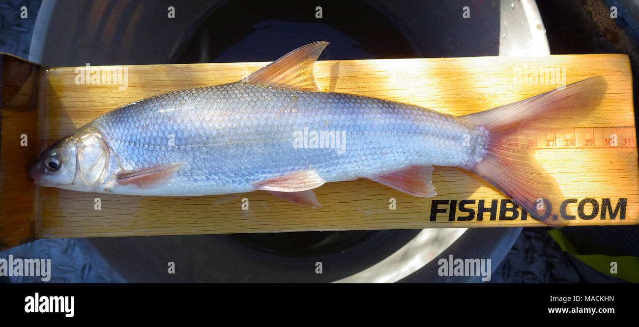 Species of spawners hi-res stock photography and images - Alamy