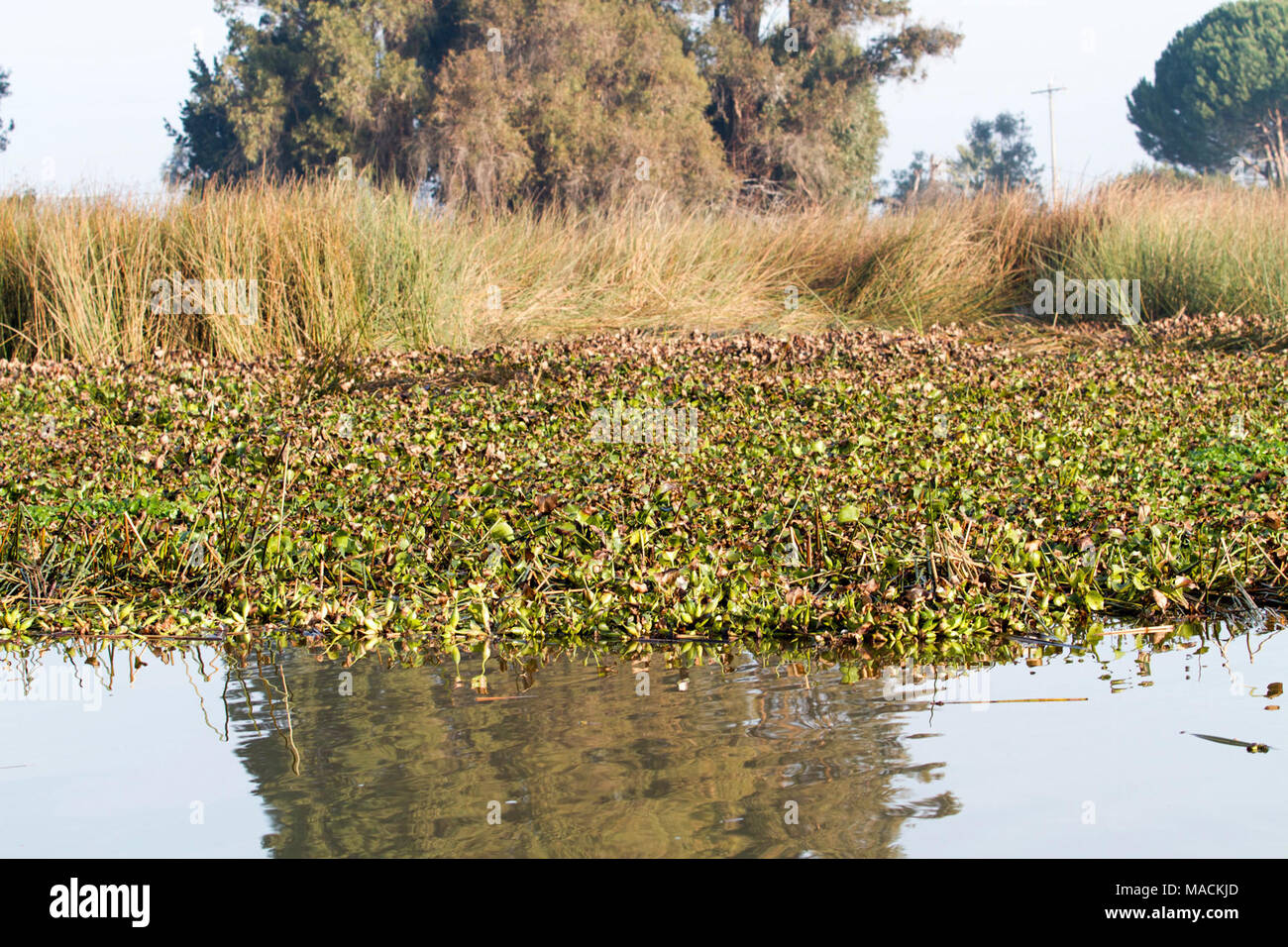 Sacramento-San Joaquin River Delta. Water Hyacinth near Rio Vista, CA 2 ...