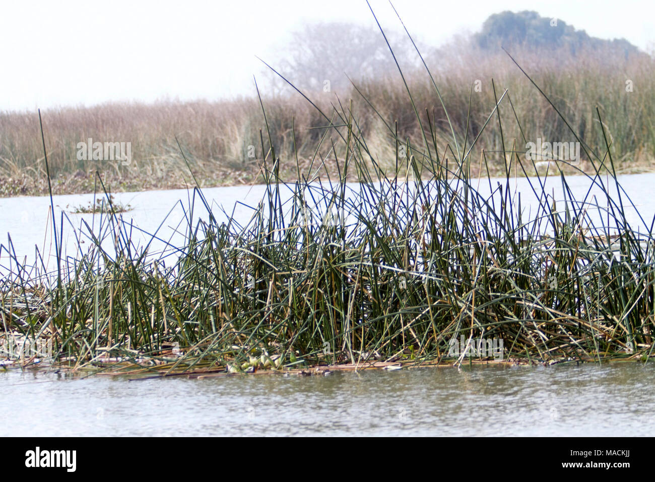 Sacramento san joaquin river delta hi-res stock photography and images ...