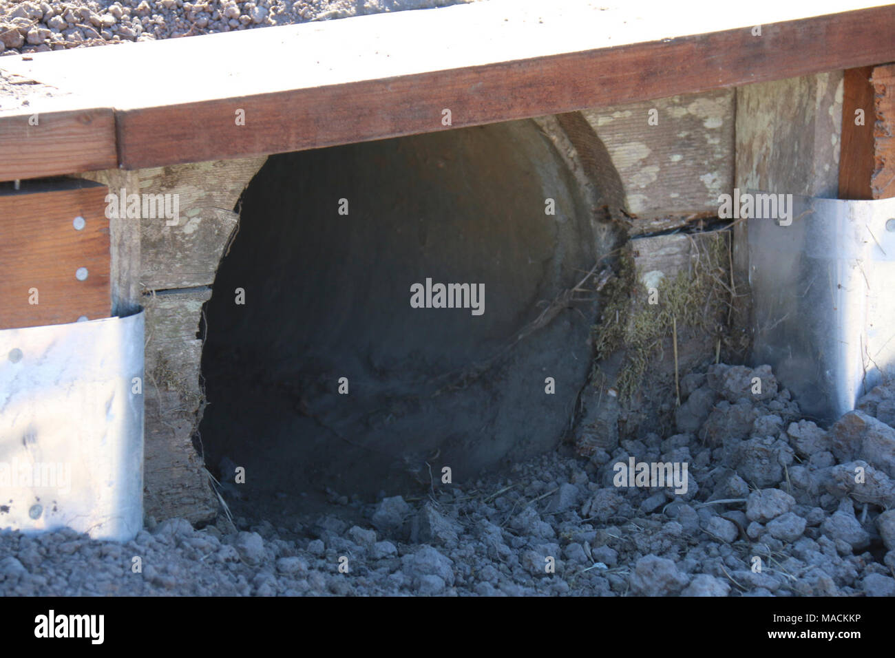Crossing salamanders hi-res stock photography and images - Alamy