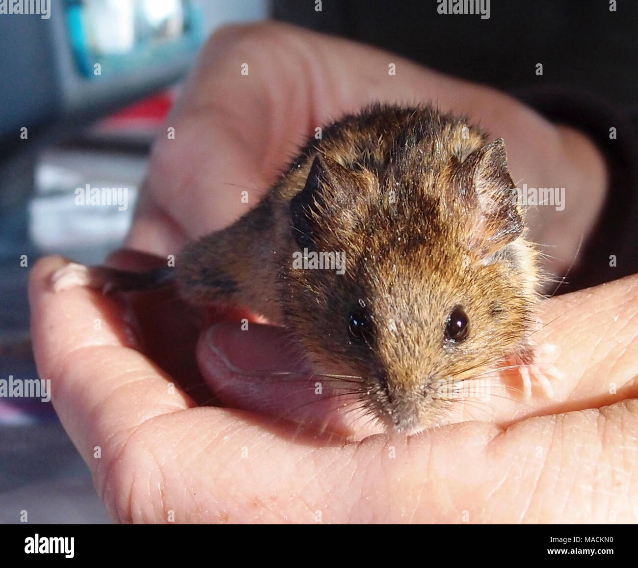 Salt marsh harvest mouse hi-res stock photography and images - Alamy