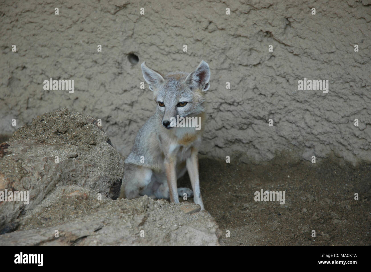 San Joaquin kit fox. San Joaquin kit fox Stock Photo - Alamy
