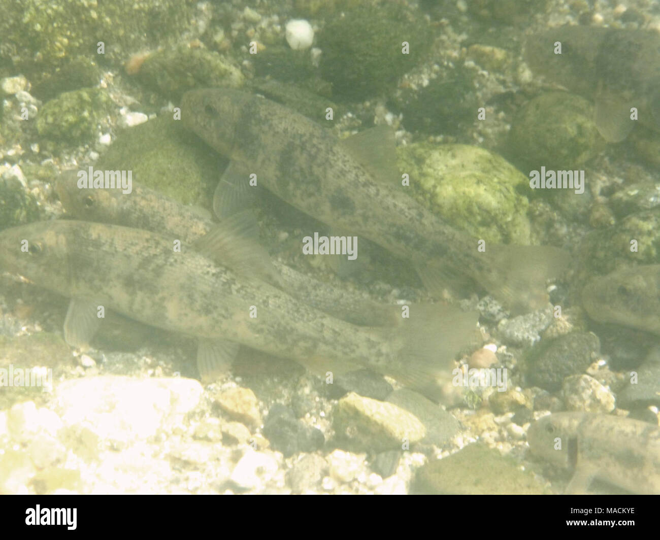 California sucker fish hi-res stock photography and images - Alamy