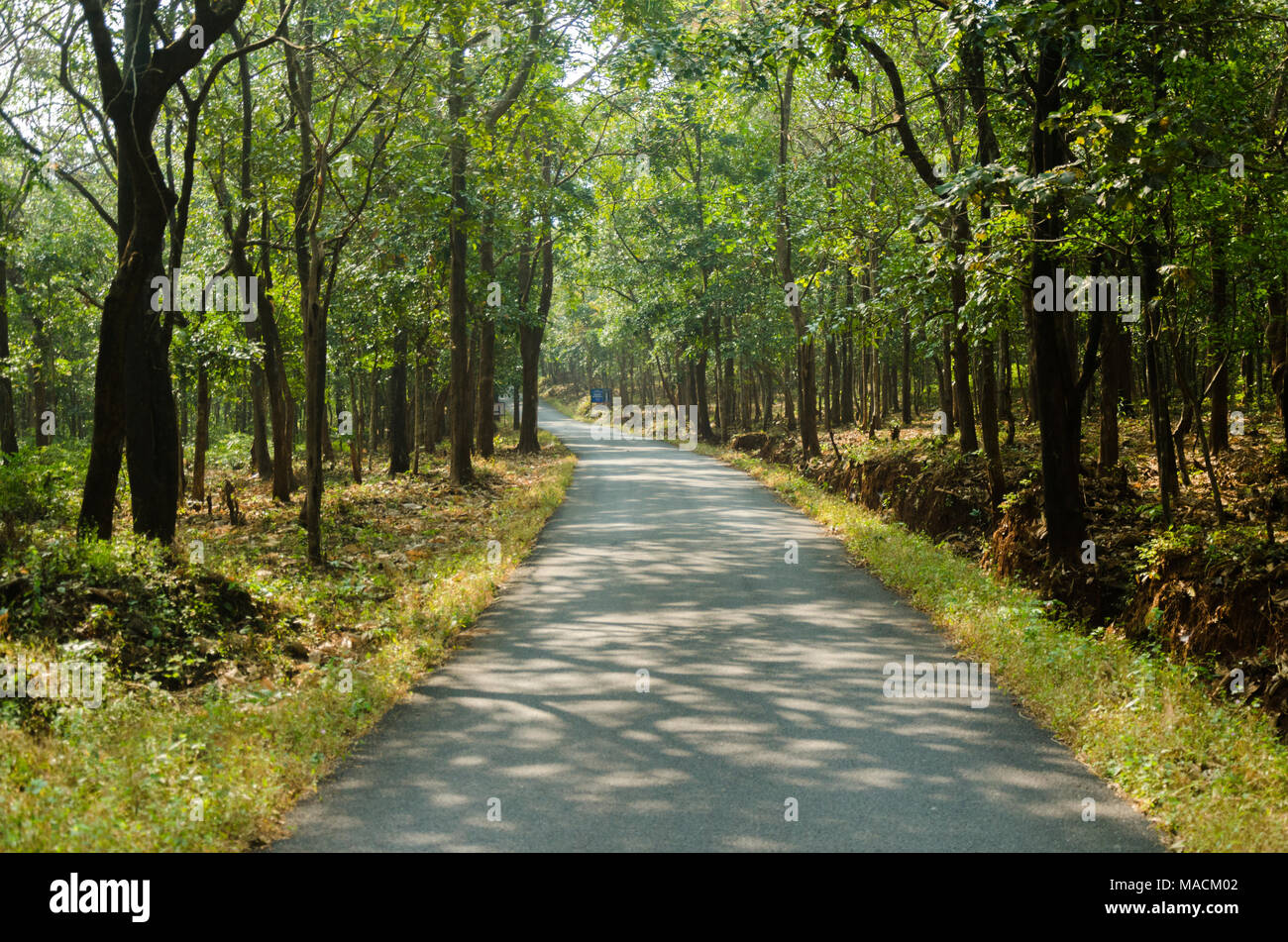 Beautiful, tree lined road through forest at the very beginning of the ...