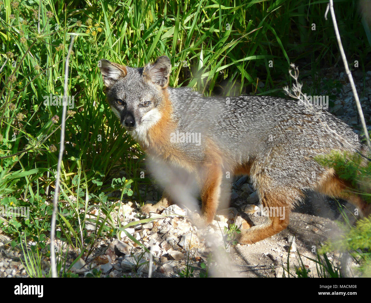 Santa Cruz Island Fox High Resolution Stock Photography and Images - Alamy